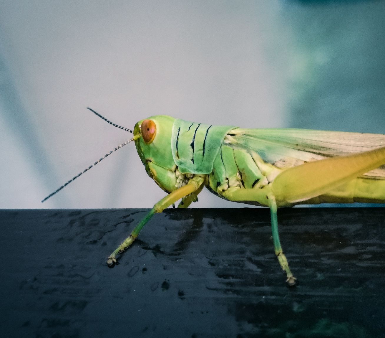 HIMANSHU KUMAR || GRAPHIC DESIGNER | VIDEO EDITOR | PHOTOGRAPHER